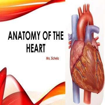 Anatomy of the heart.pdf. Histological . | PDF | Heart and ...