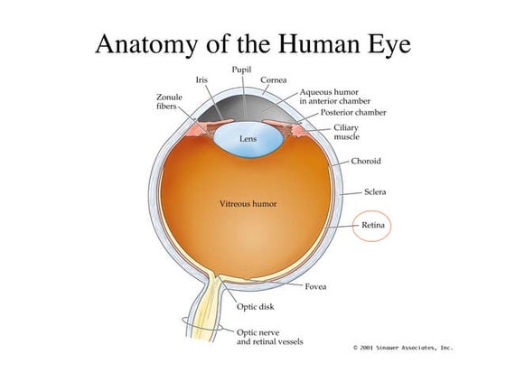 Understanding the Visual Perception : Human Eye | PPTX | Eye and Vision Conditions | Diseases ...
