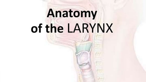 The larynx.pptx