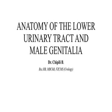 ANATOMY OF THE LOWER URINARY TRACT AND MALE [Autosaved] [Autosaved].pptx