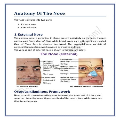 External Nasal Anatomy
