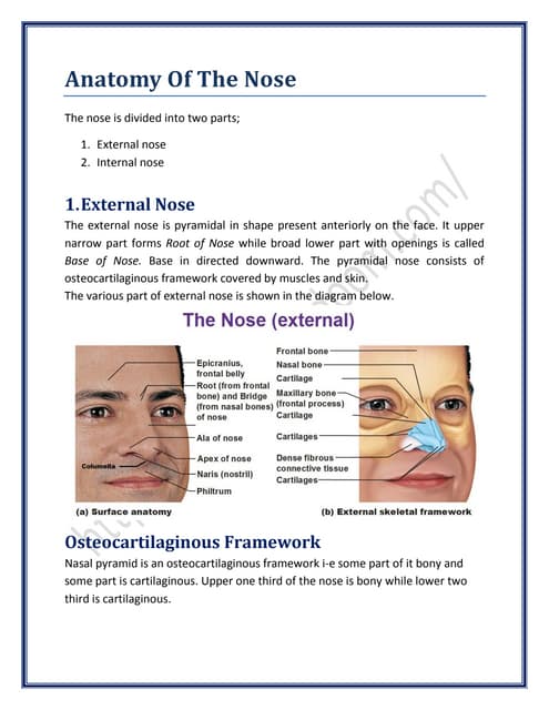 Dns (Deviated Nasal Septum) | SurgicoMed.com