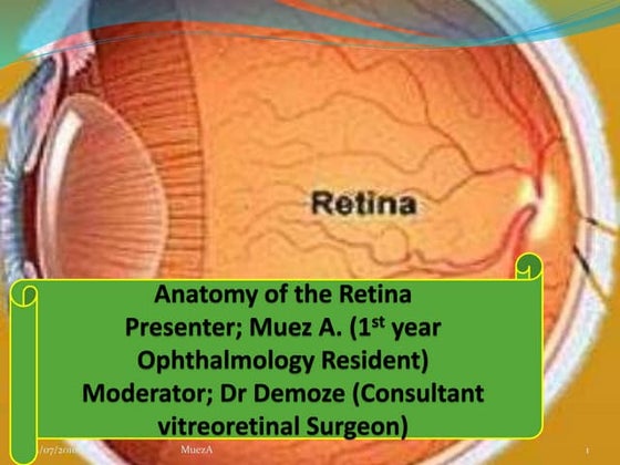 Photoreceptors | PPT | Eye and Vision Conditions | Diseases and Conditions