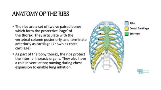 anatomy of Radio ulnar joint | PPTX | Death, Injury, or Military ...
