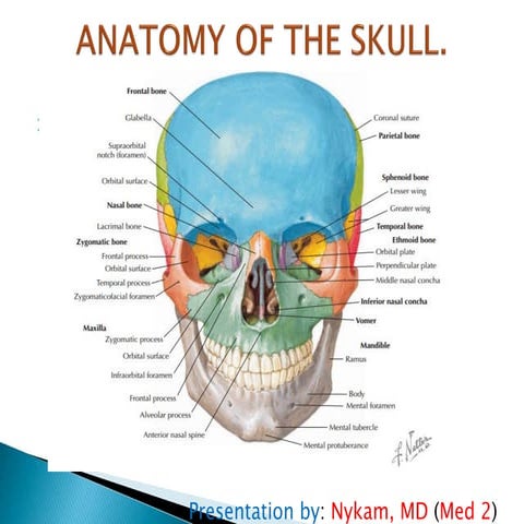 Skull bones, features and markings II