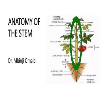 ANATOMY OF THE STEM.pptx