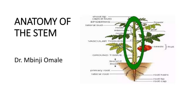 Primary structure Monocot Root | PPTX