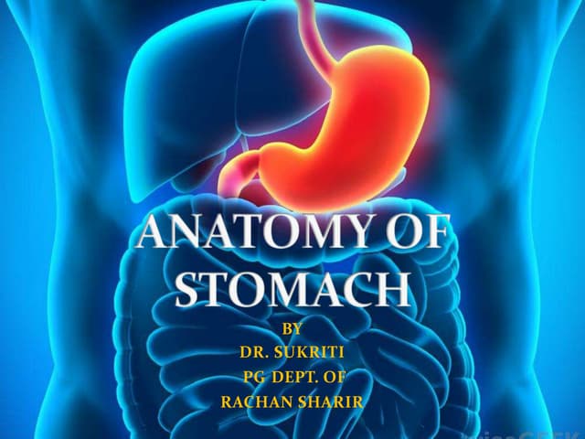 Anatomy Of The Stomach | PDF