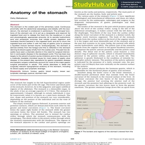 Anatomy Of The Stomach | PDF