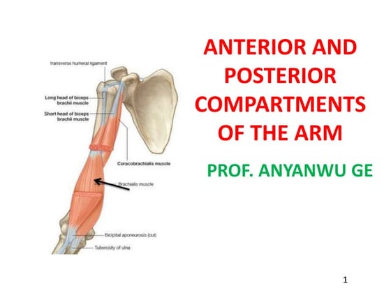 The anatomy of the arm | PPT | Death, Injury, or Military Conflict ...
