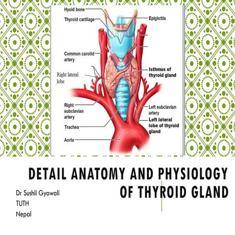 Development of Thyroid Gland (Special Embryology) | PPS
