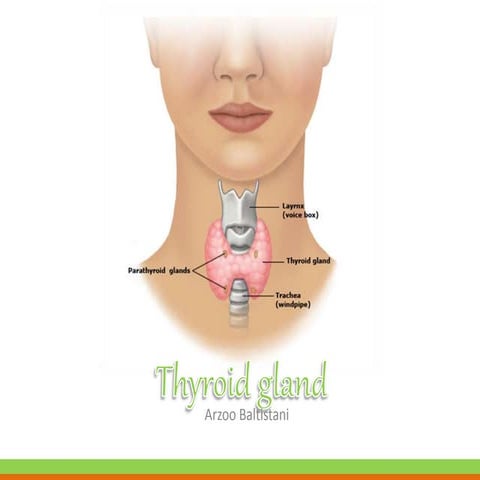 Anatomy of thyroid gland | PPTX