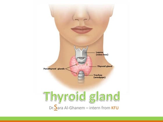 Endocrine System Anatomy | PPTX