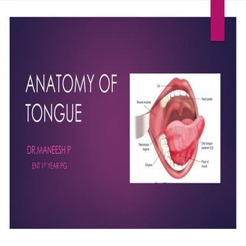 Anatomy of the tongue | PPT