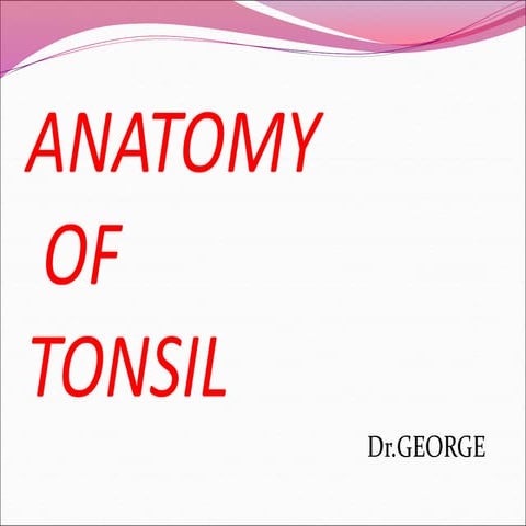 Anatomy Of Tonsil.......................... | PPT