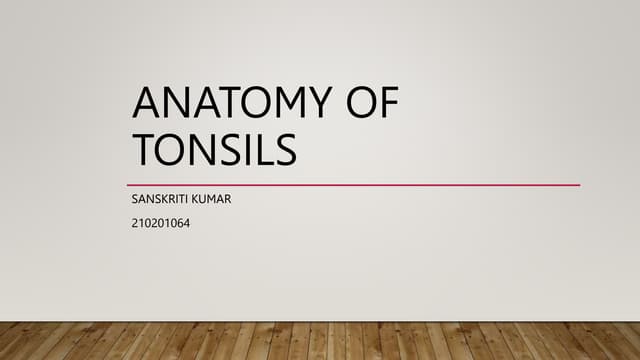 Anatomy Of Tonsil.......................... | PPT