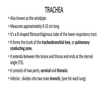 anatomy of trachea.pptx
