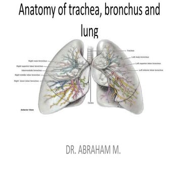 Anatomy of trachea, bronchus and lung | PPTX