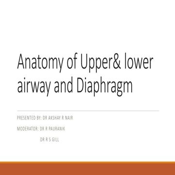 Anatomy of Upper& lower airway and Diaphragm.pptx | Ear, Nose and ...