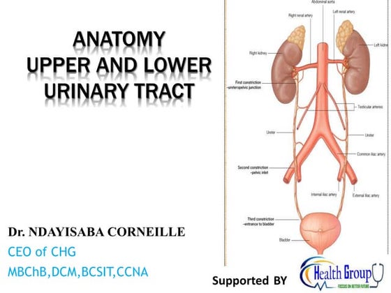 Anatomy of kidney | PPT
