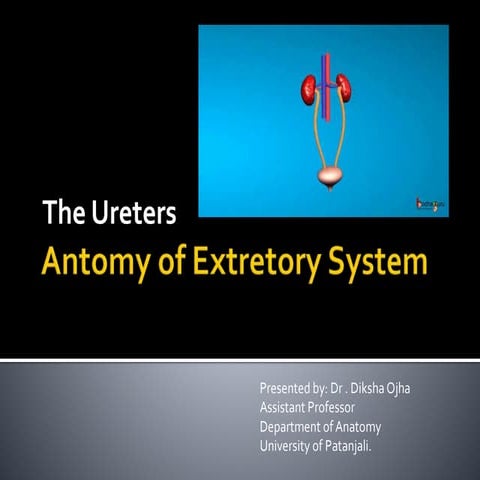 ANATOMY OF URETERS.pptx