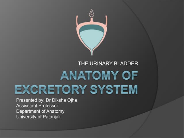 Urinary bladder (Anatomy) | PPTX