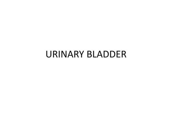 anatomy of Urinary bladder | PDF