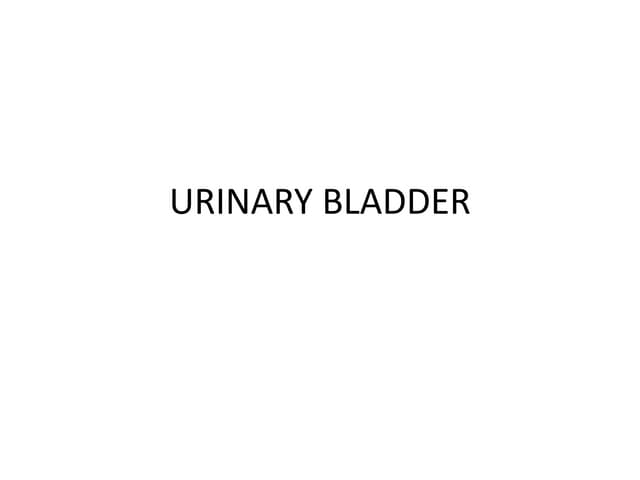 Urinary bladder (Anatomy) | PPTX