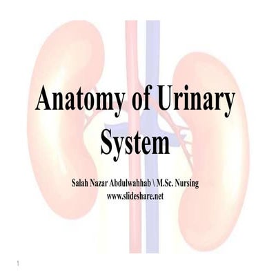 Urinary System Anatomy - ppt | PPT