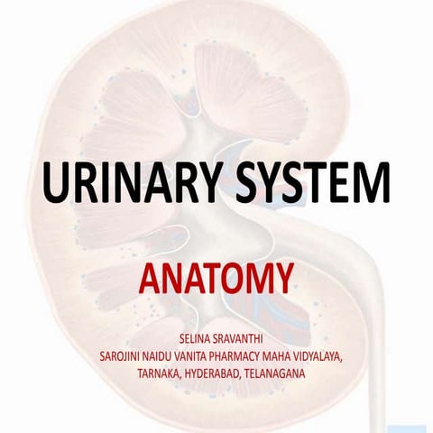 Anatomy of urinary system | PPTX
