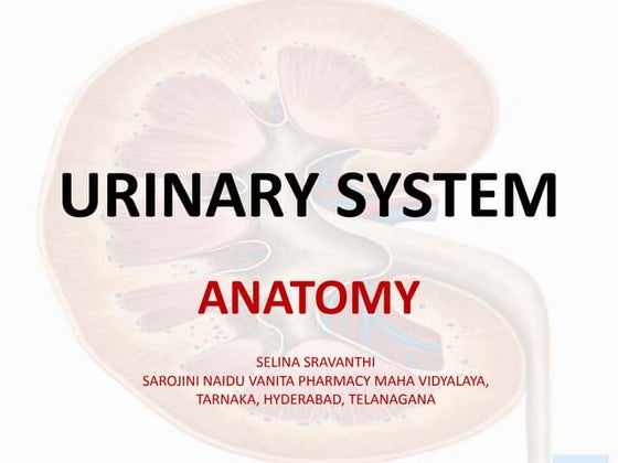 Excretory system of earthworm , Three types of nephridia, structure of ...