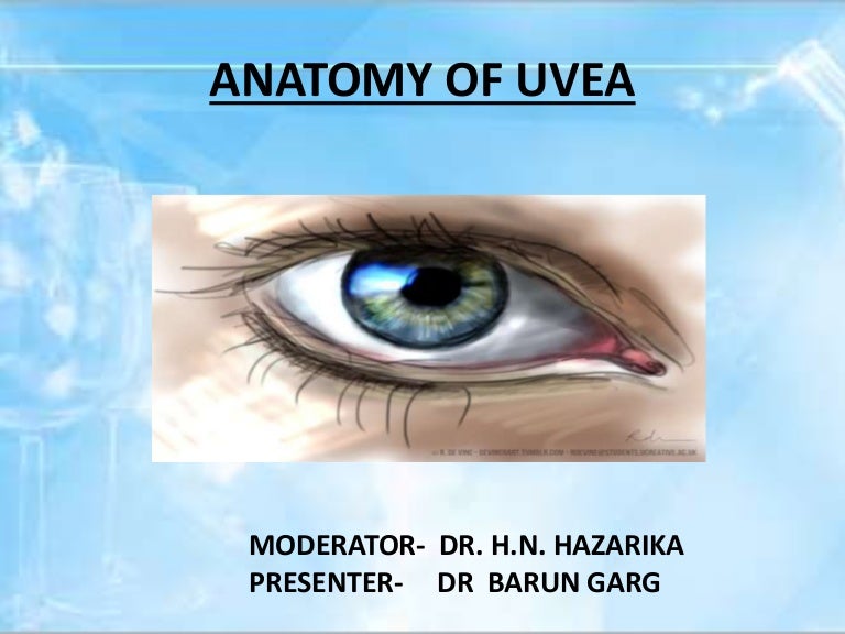 Anatomy of uvea