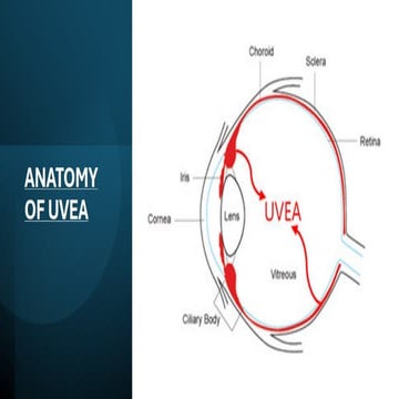 ANATOMY OF UVEA.pptx