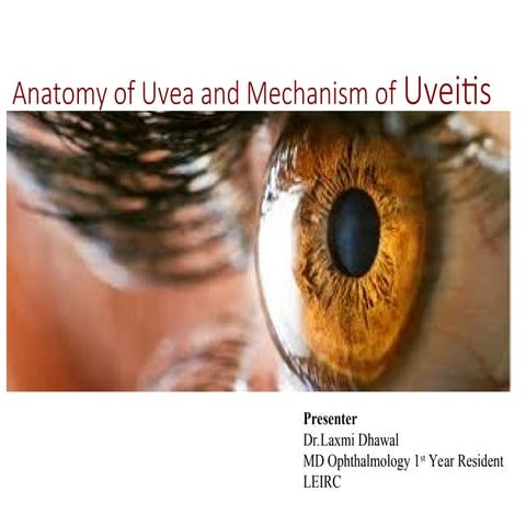 #ANATOMY OF UVEA (IRIS, CILLIARY BODY, CHOROID) | PDF