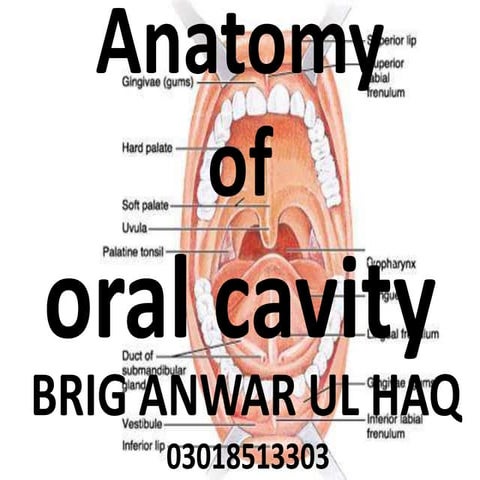 Anatomy oral cavity | PPTX
