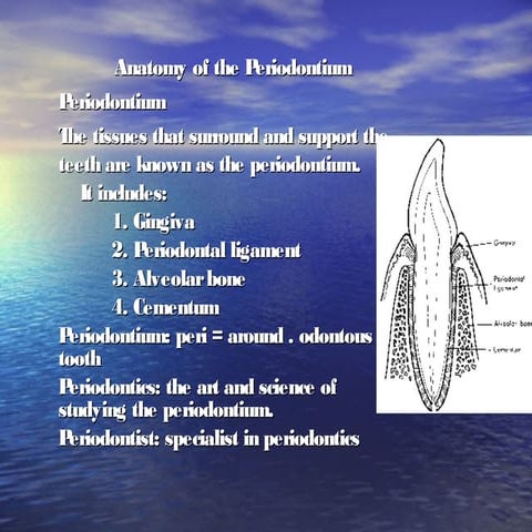 Anatomy of the Periodontium | PPT