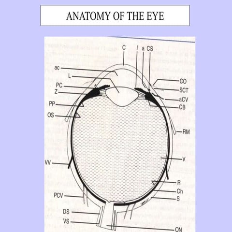ANATOMY & PHYSIOLOGY OF EYE FOR MBBS.ppt