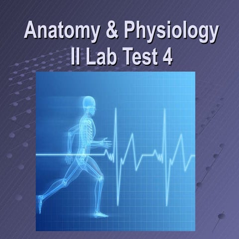 Anatomy & Physiology Ii Lab Test 4 | PPT