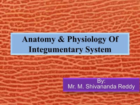 Skin anatomy and physiology | PPT