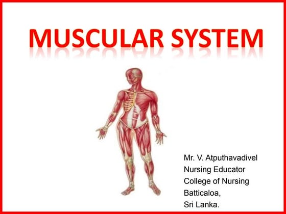 muscles. explanation for kids. primary /elementary students | PPT