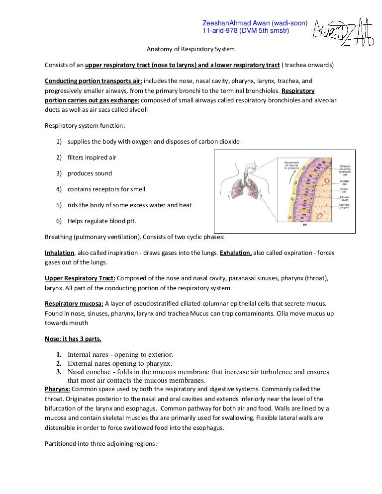 Standard Note Human Respiratory System