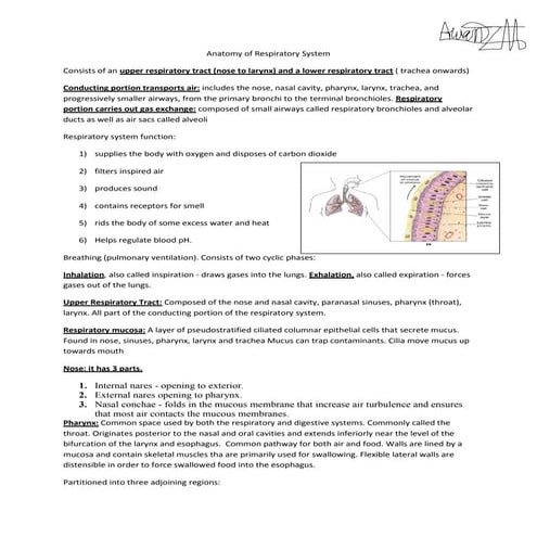 Anatomy & physiology of respiratory system | PDF