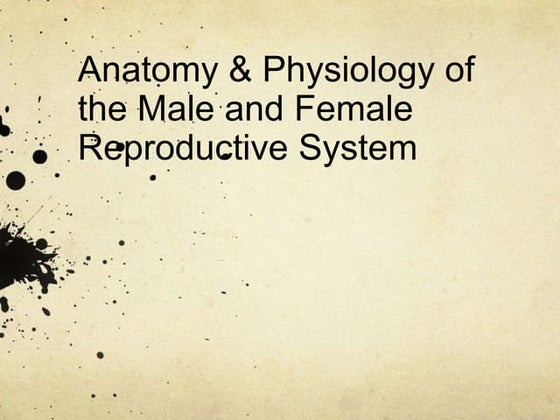 Anatomy And Physiology Of Male Reproductive System Ppt Anatomy