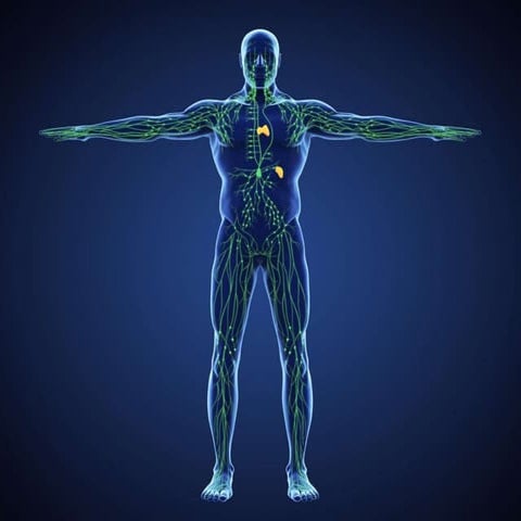 ANATOMY PRESENTATION ON THE LYMPHATIC SYSTEM.pptx