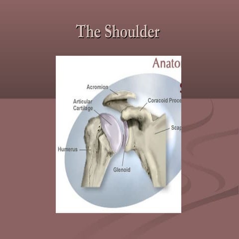 Anatomy shoulder | PPT