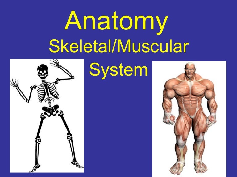 Anatomy skeletal muscular