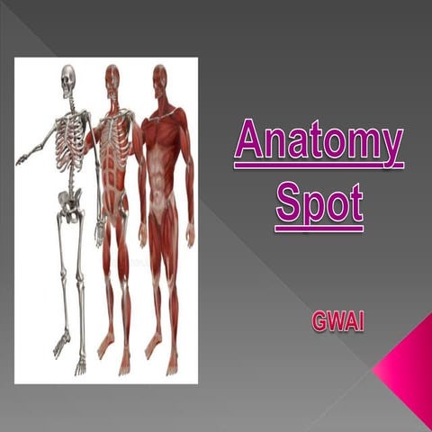 Anatomy_spot.pptx