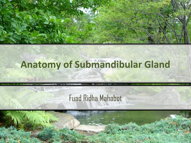 Anatomy of submental and submandibular triangles | PPTX