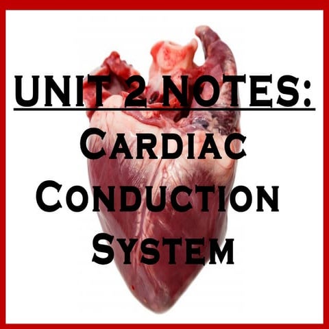 Anatomy Unit 2: Cardiac Conduction Notes | PPT