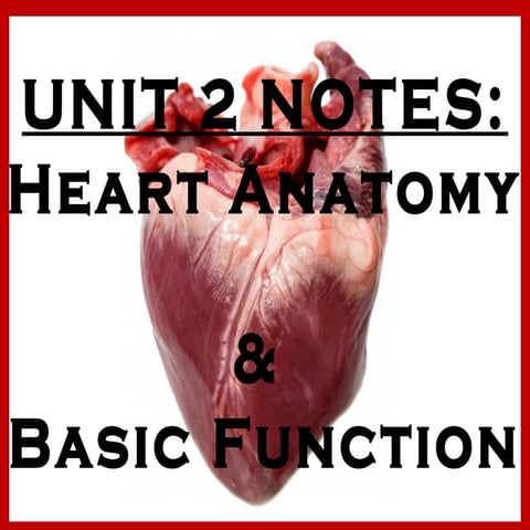 Anatomy Unit 2: Heart Anatomy & Function Notes | PPT